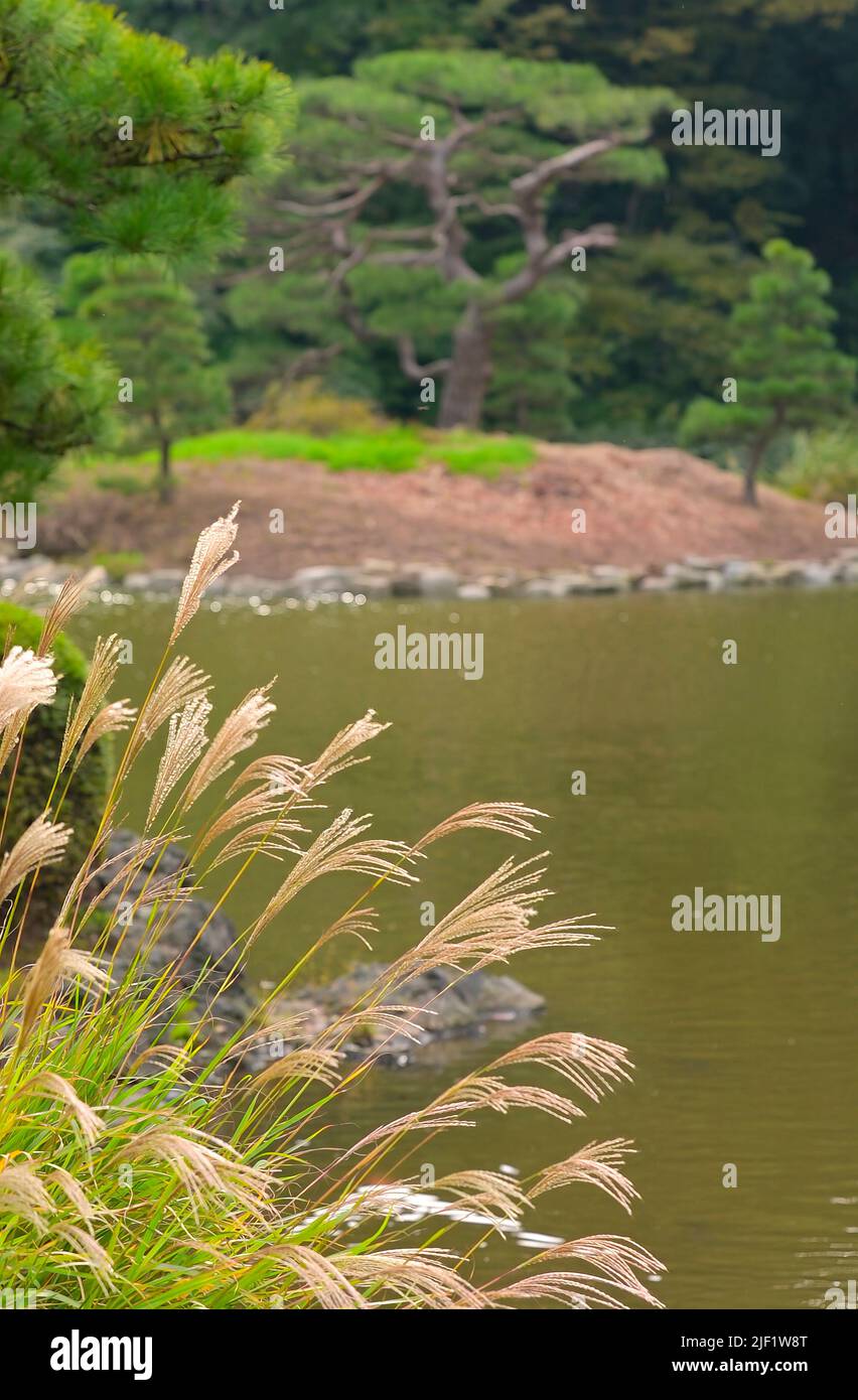 Daily scenes from a fall afternoon in the Shinjuku Gyoen National ...