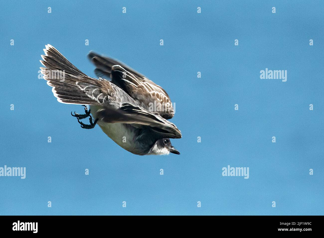 Eastern kingbirds hi-res stock photography and images - Alamy