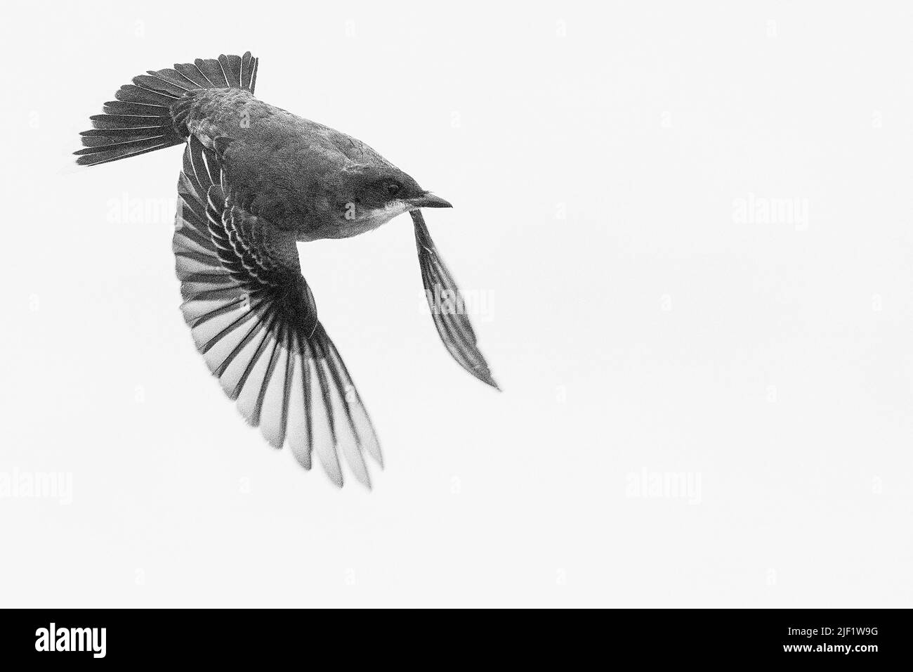 Eastern kingbird flight Stock Photo - Alamy