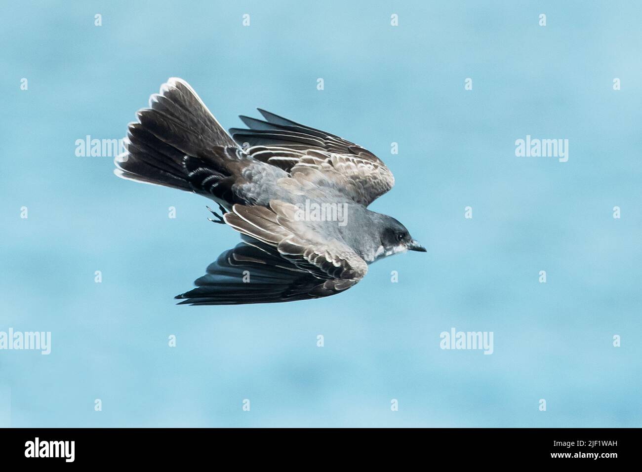 Eastern kingbird flight Stock Photo - Alamy