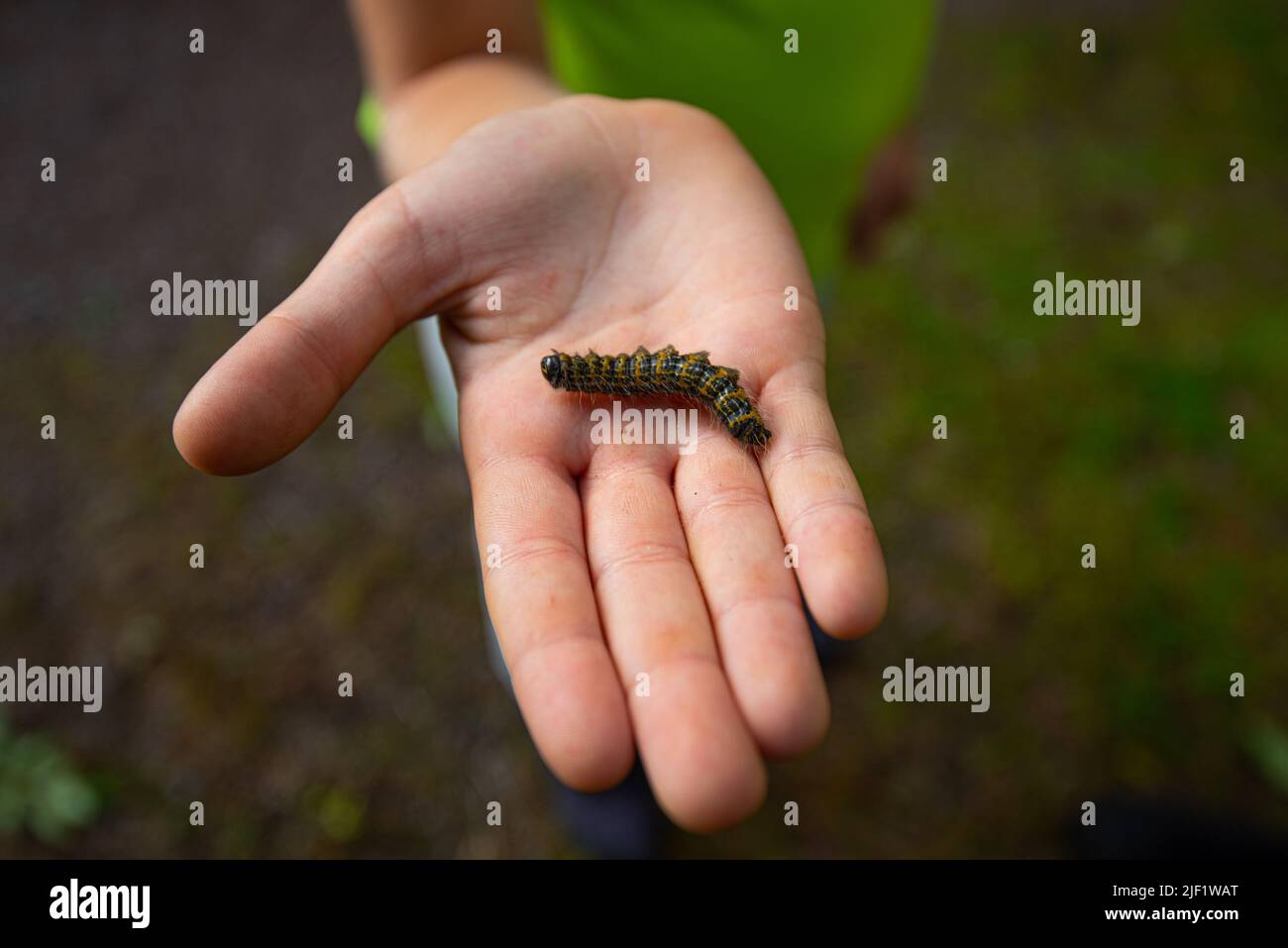 Hand holding a caterpillar larvae of a butterfly Stock Photo - Alamy
