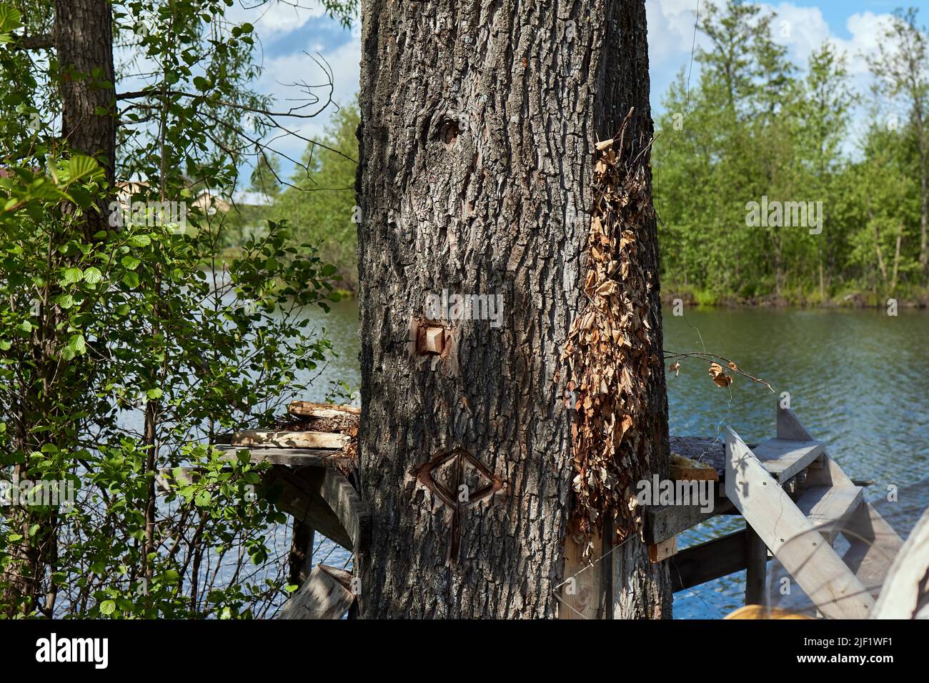 Wasp nest on tree in forest Fresh honey in comb, Honeycomb and bee on ...