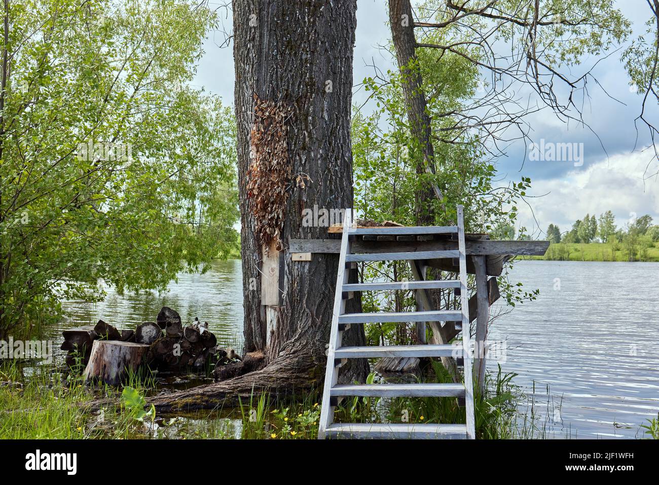 Wasp nest on tree in forest Fresh honey in comb, Honeycomb and bee on ...