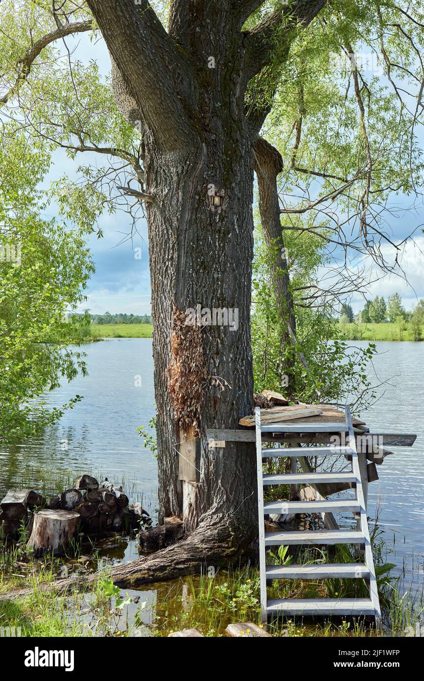Wasp nest on tree in forest Fresh honey in comb, Honeycomb and bee on ...