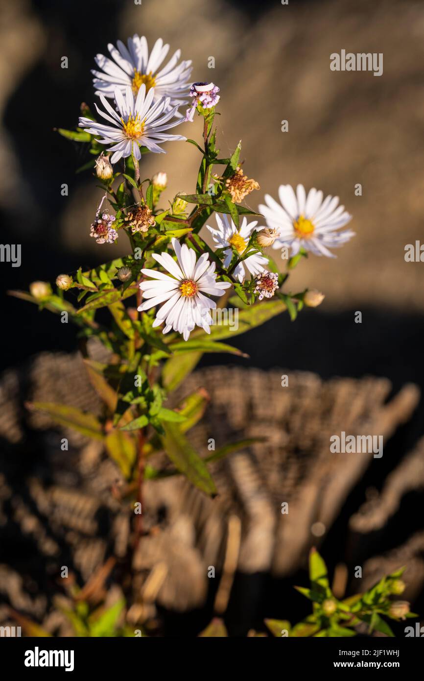 Wildflowers growing from the top of a wood piling in Lunenburg, Nova ...