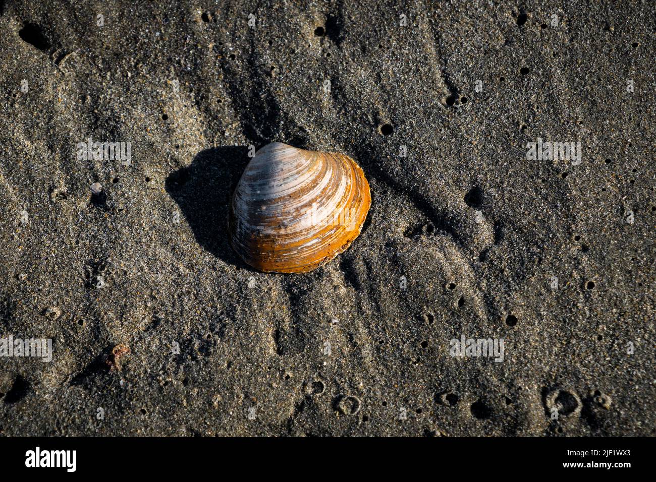A clam shell lying on the sand of a beach Stock Photo - Alamy