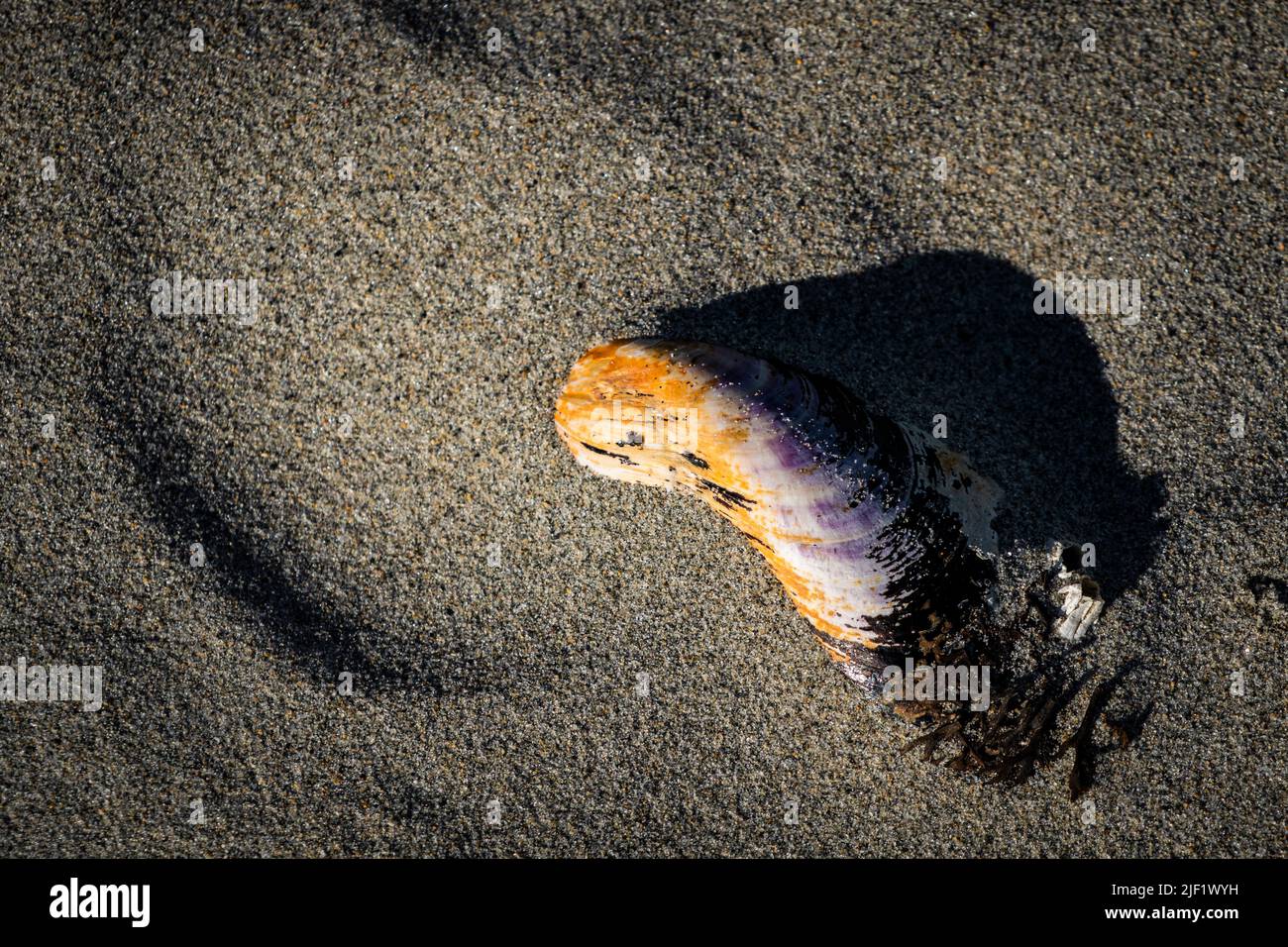 A clam shell lying on the sand of a beach Stock Photo - Alamy