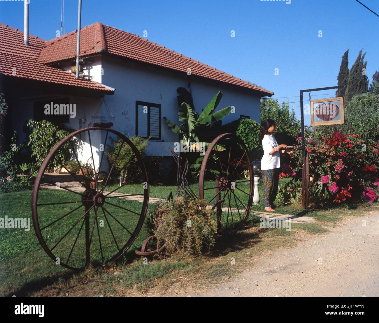Israel, Moshav, a woman pruning flowers Stock Photo - Alamy