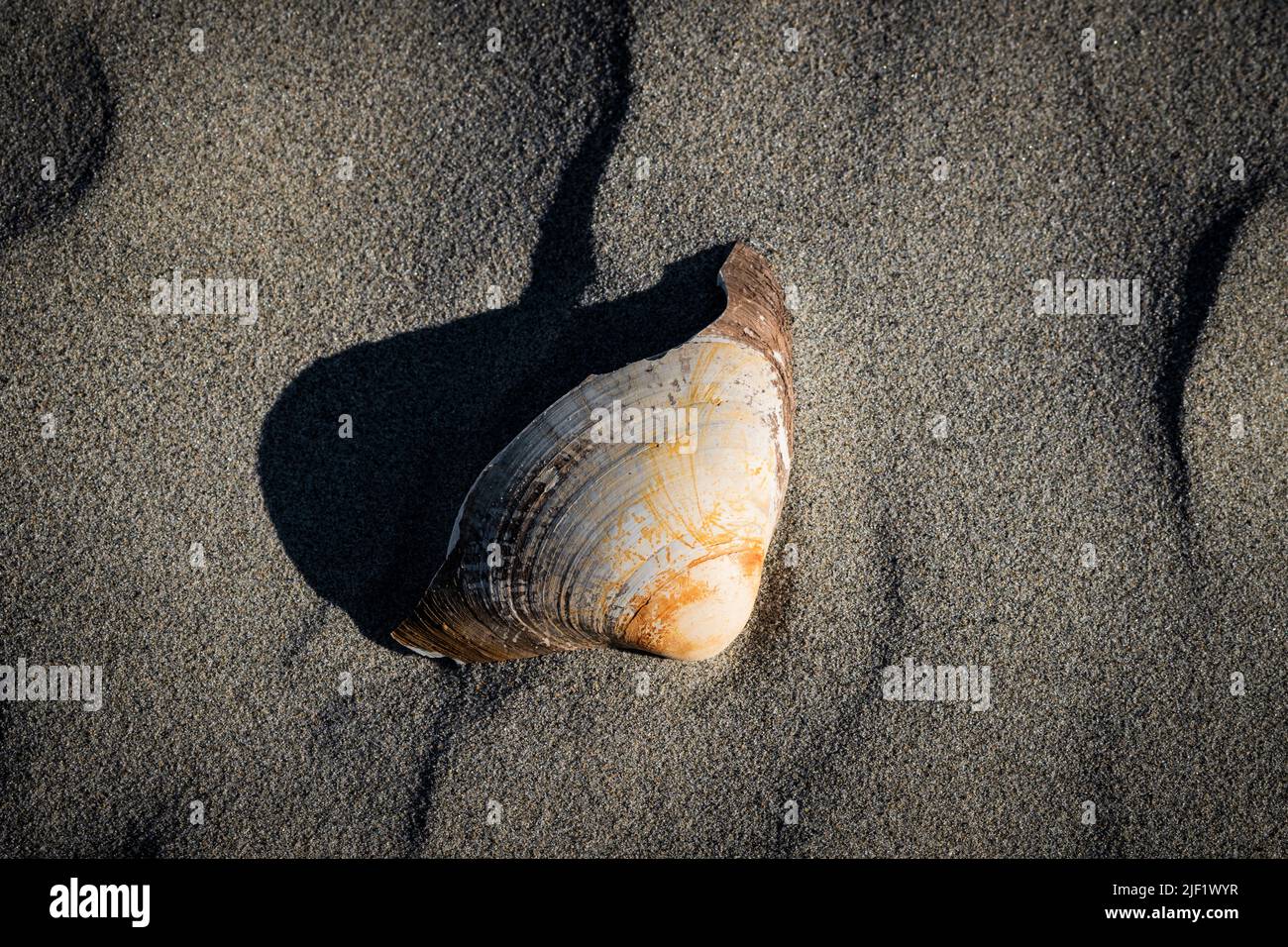 A clam shell lying on the sand of a beach Stock Photo - Alamy