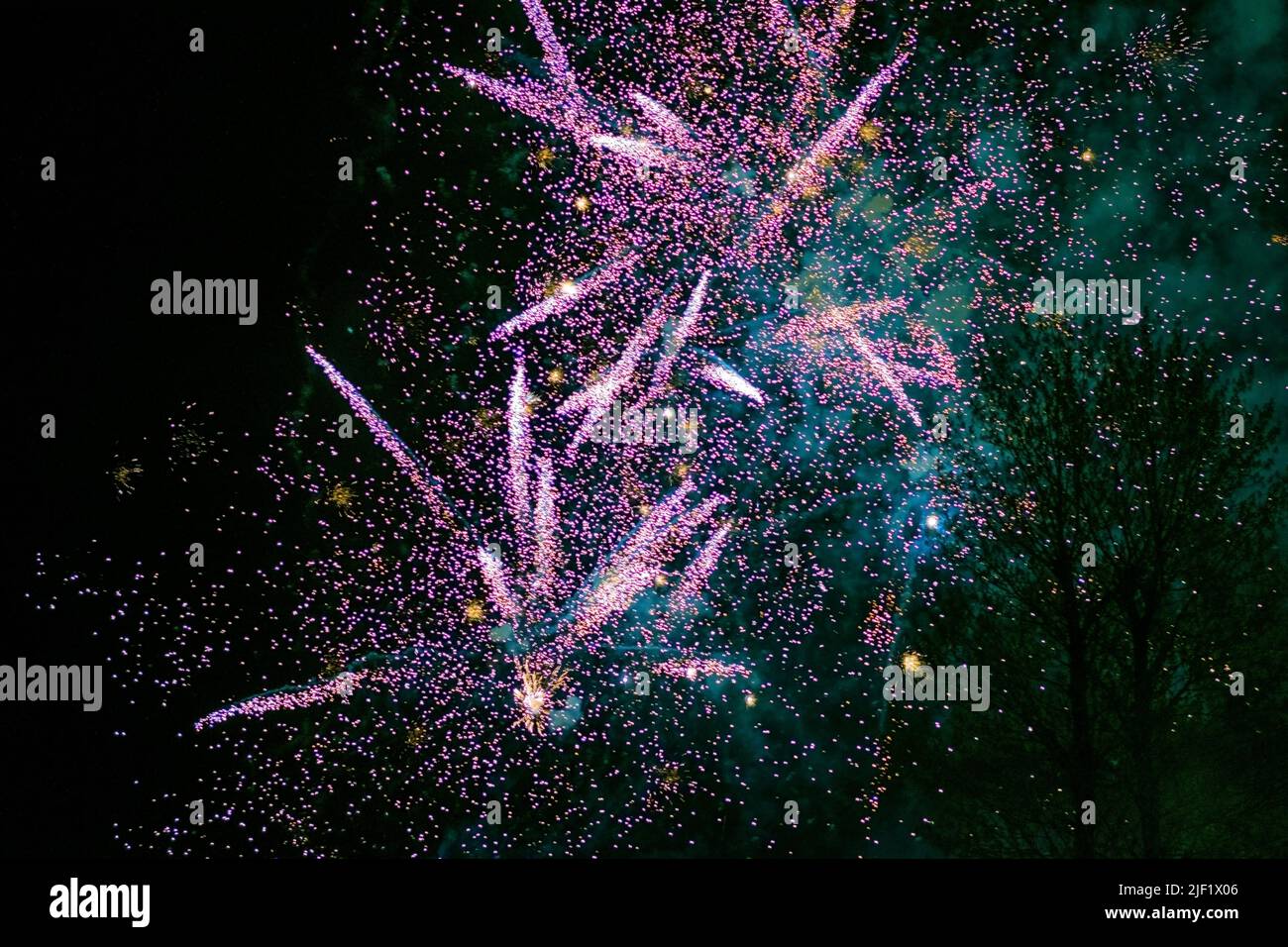 Beautiful and bright festive fireworks of pink color, with a bluish ...