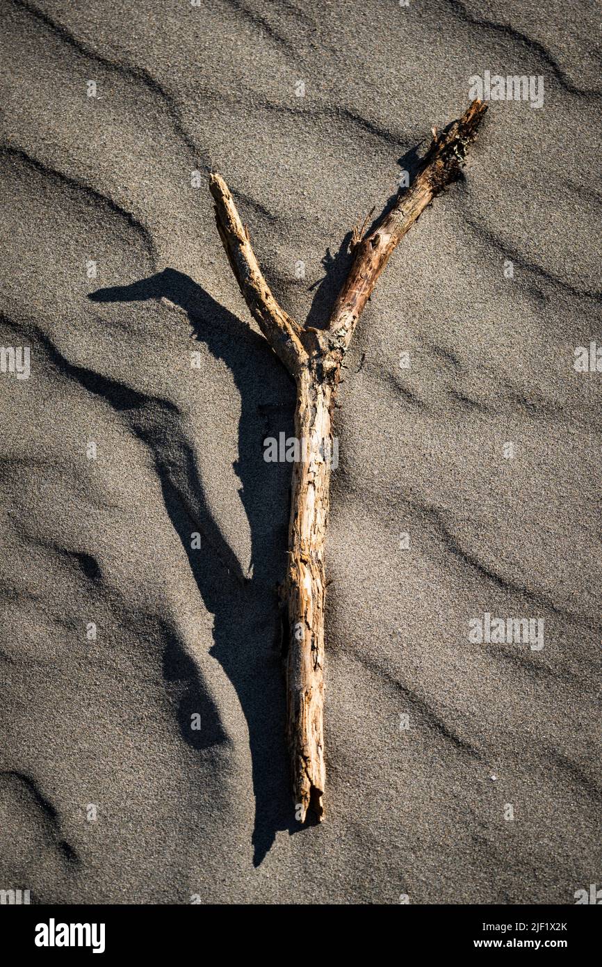 A tree banch lying on a sandy beach Stock Photo - Alamy