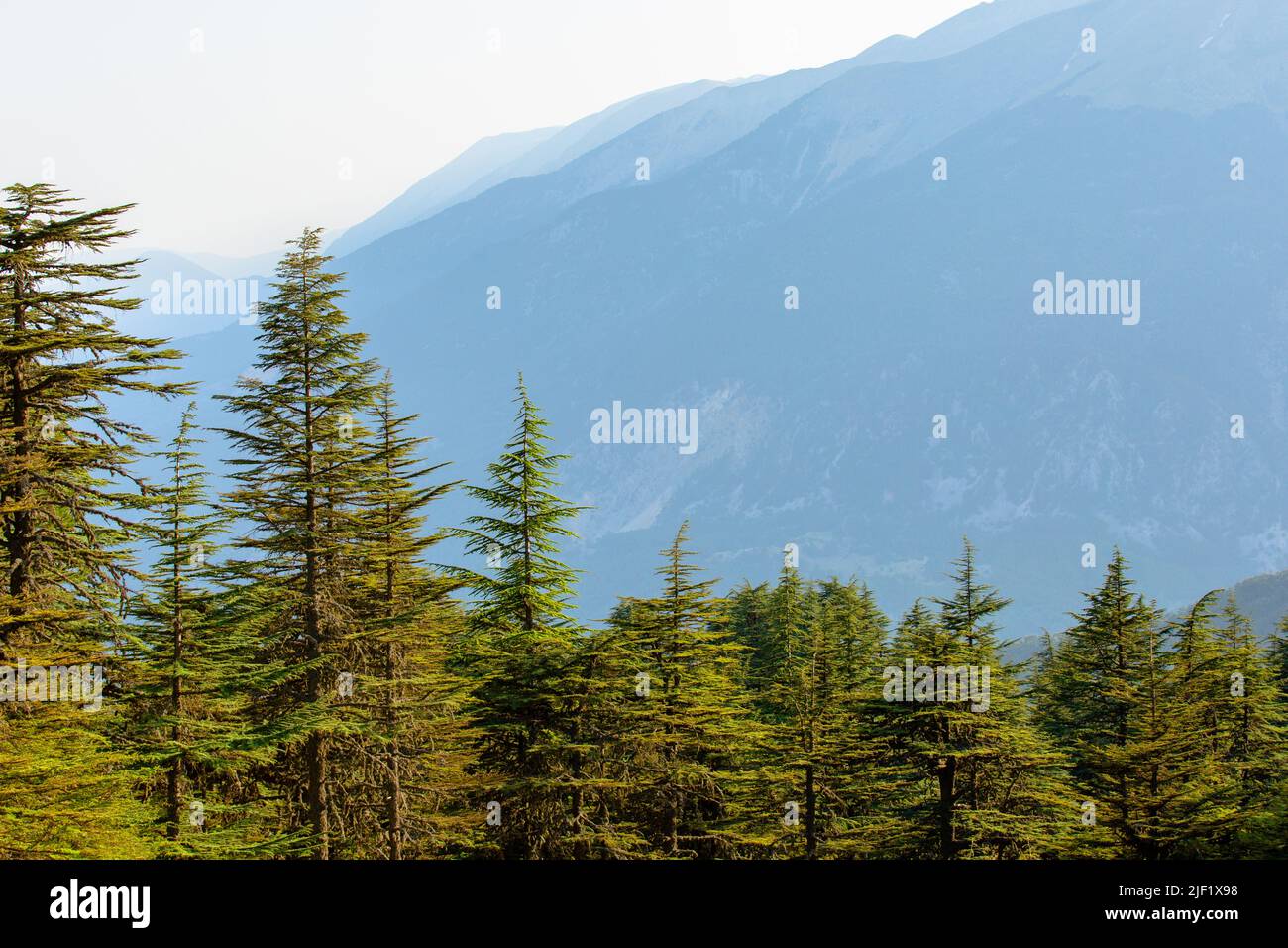 Cedar trees and mountain scenery Stock Photo - Alamy