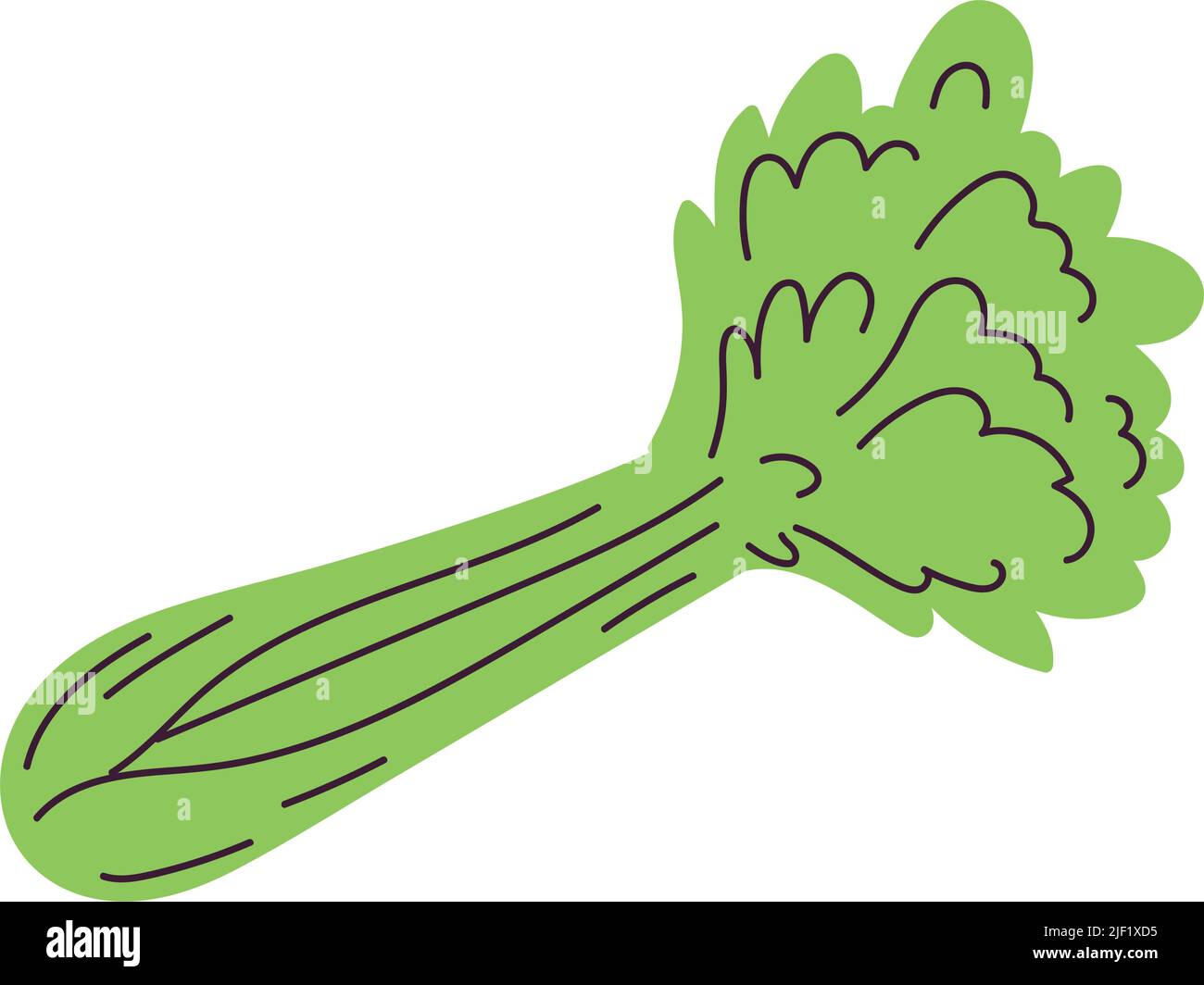 Isolated sketch of a celery icon Flat design Vector Stock Vector Image ...