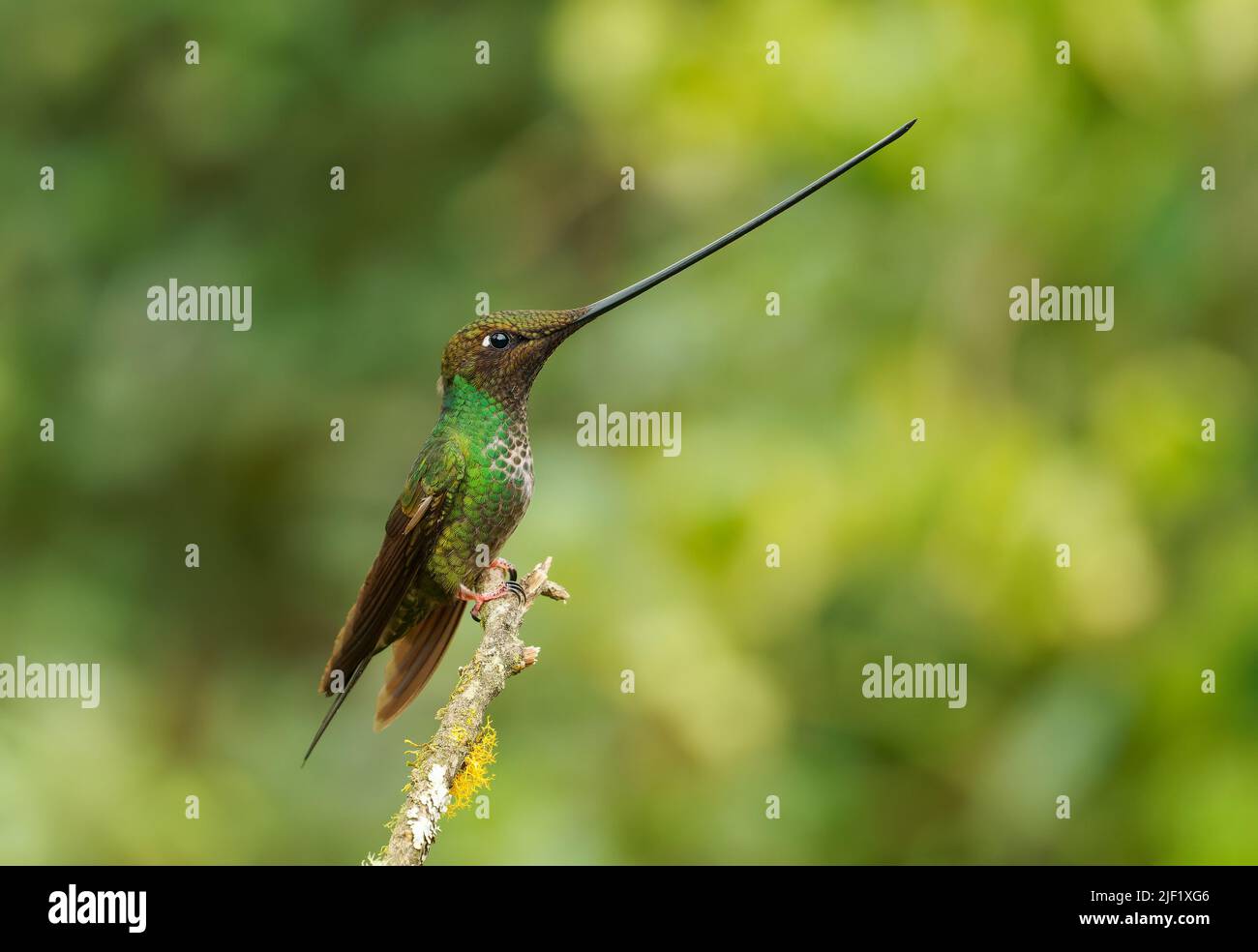 Sword-billed hummingbird - Ensifera ensifera also swordbill, Andean ...
