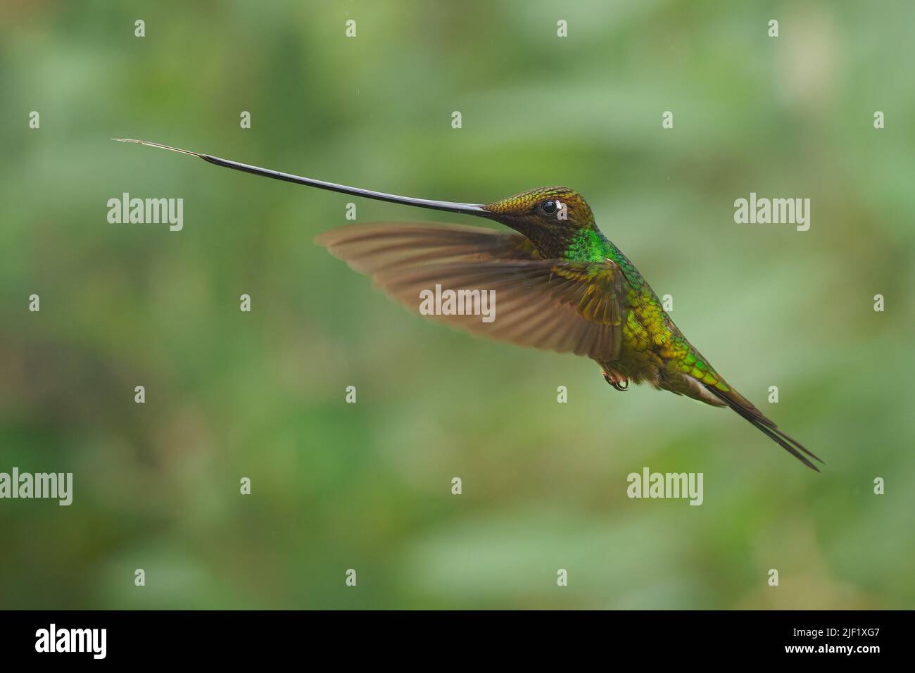 Sword-billed hummingbird - Ensifera ensifera also swordbill, Andean ...