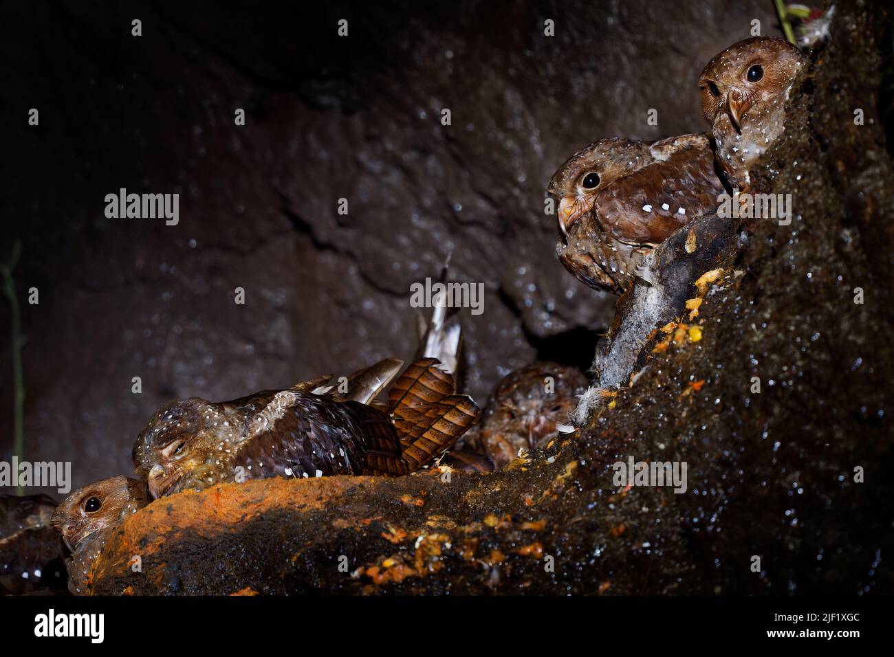 Oilbird - Steatornis caripensis also guacharo, bird similar to nightjar ...