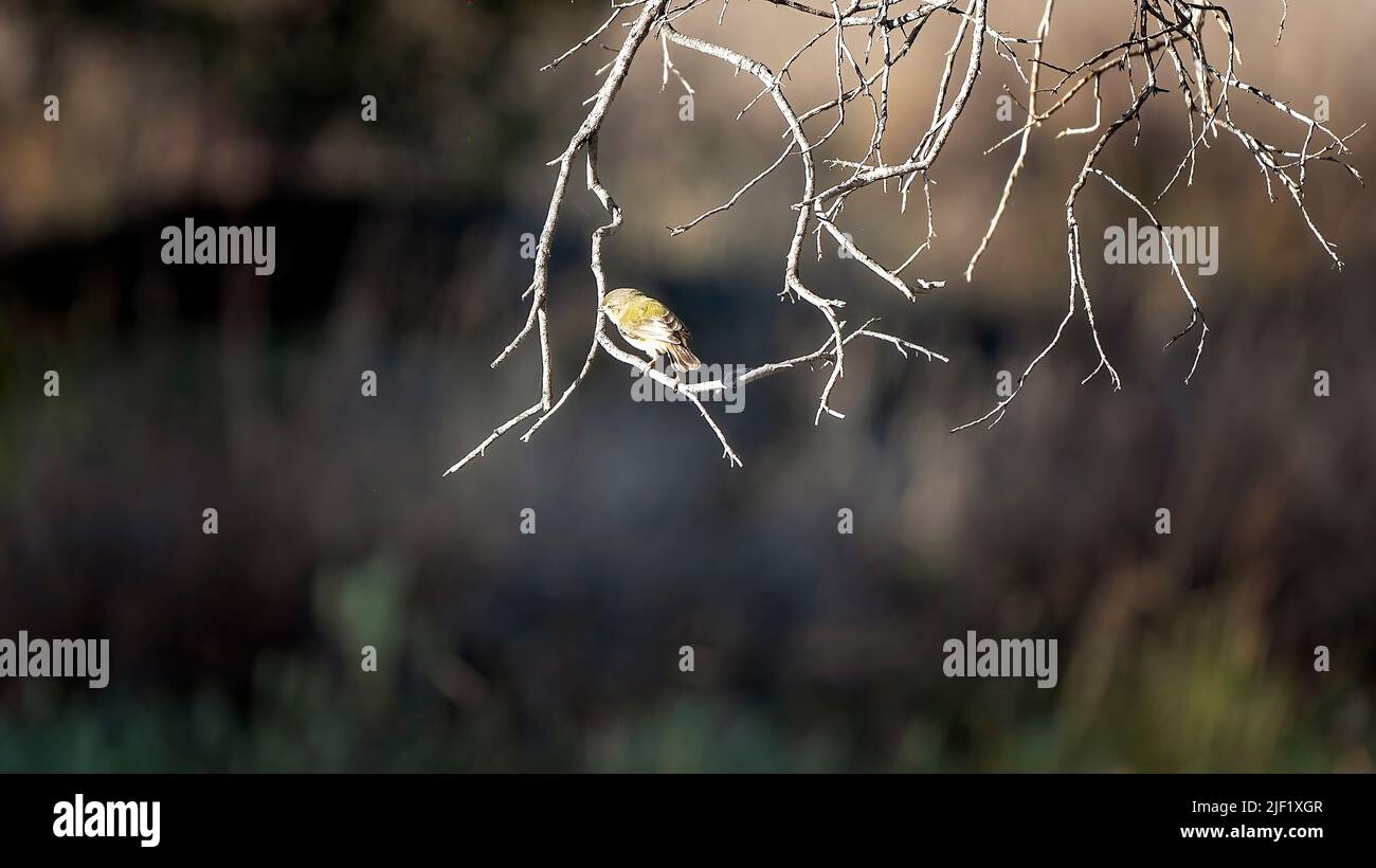 One of worlds smallest birds hi-res stock photography and images - Alamy