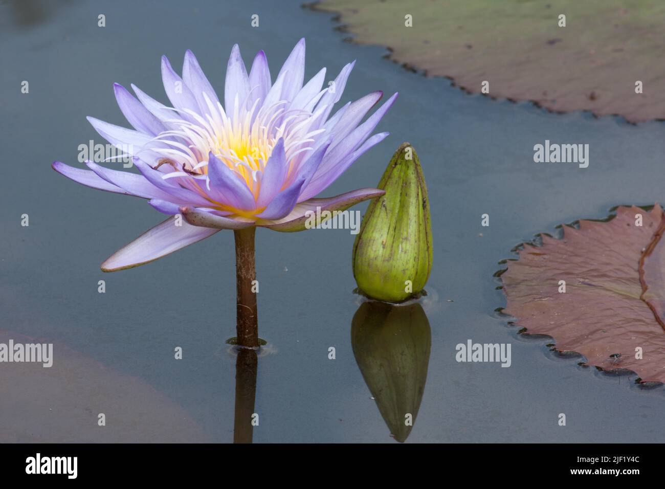 Lily sacred water lily hi-res stock photography and images - Alamy