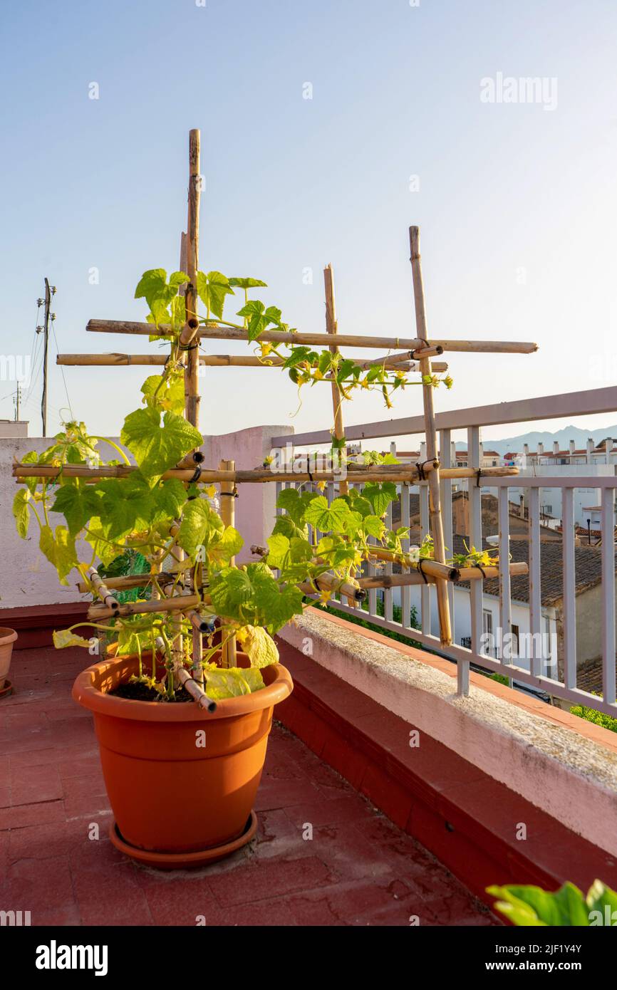 A reed structure hi-res stock photography and images - Alamy