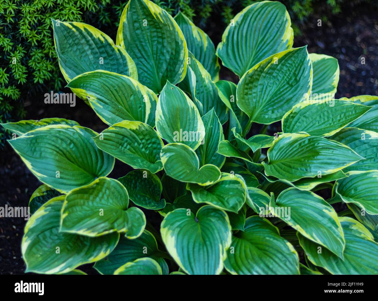 Hosta Funkia, plantain lilies in the garden. Close-up green leaves with ...