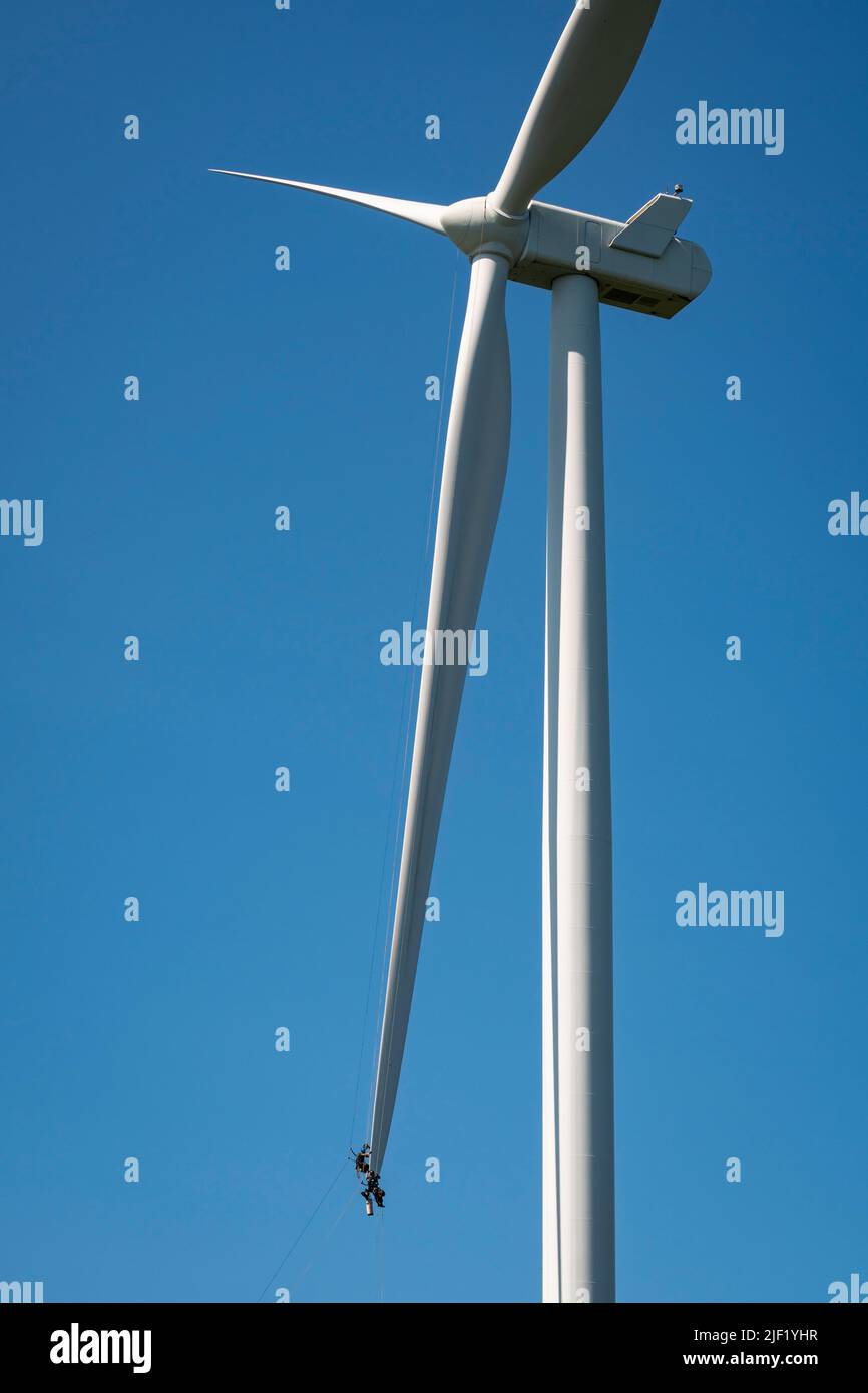 Two men in safety harnesses work on a feathered windmill blade while ...