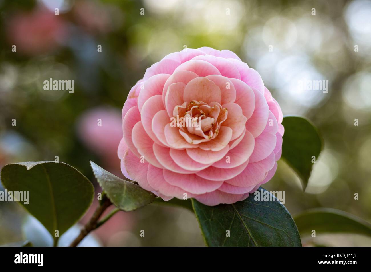 Single pink camellia flower in a spring garden Stock Photo - Alamy