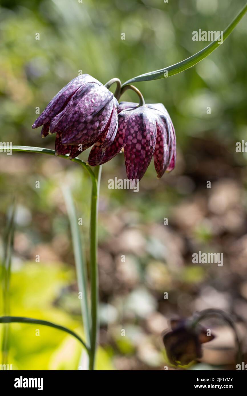 Drooping bell flower hi-res stock photography and images - Alamy