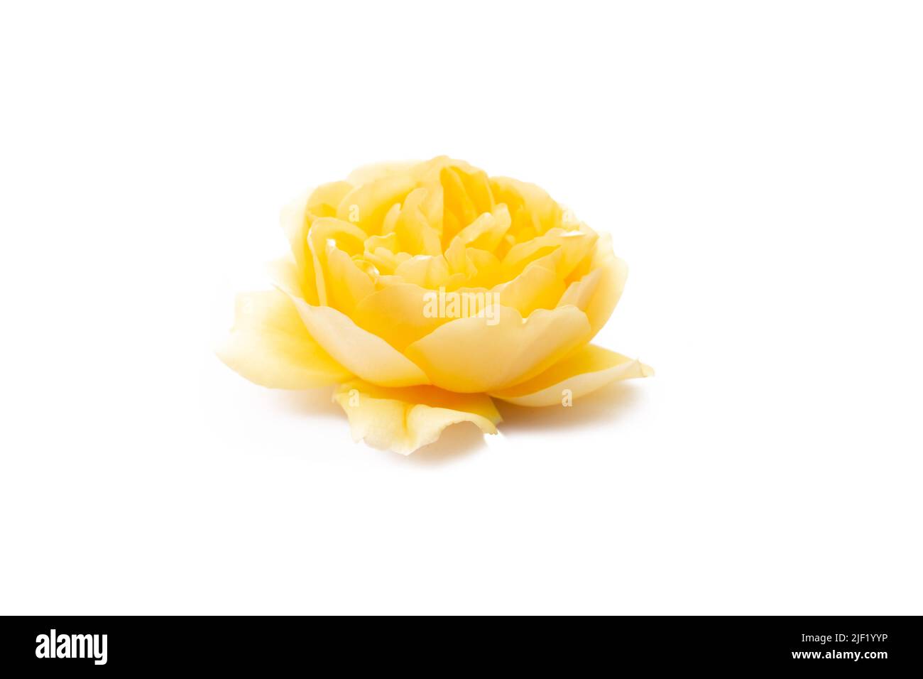 big yellow rose flowers isolated on white Stock Photo - Alamy