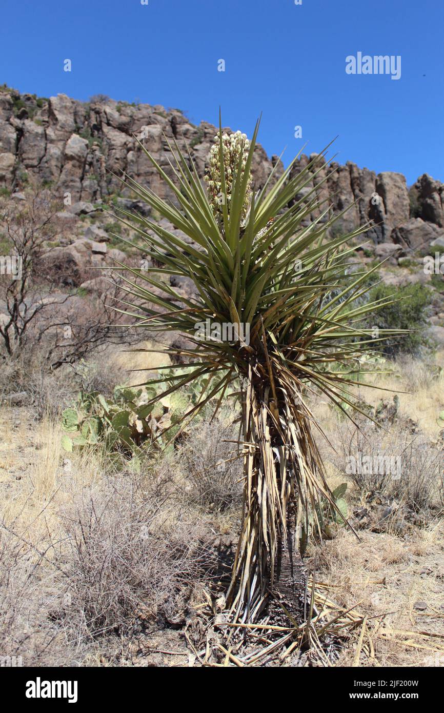 Torrey's yucca with cliffs in the background at Fort Davis National ...