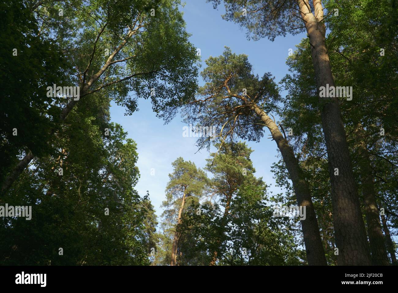 Treetops view, looking up in a mixed tree forest. The tall pine tree ...