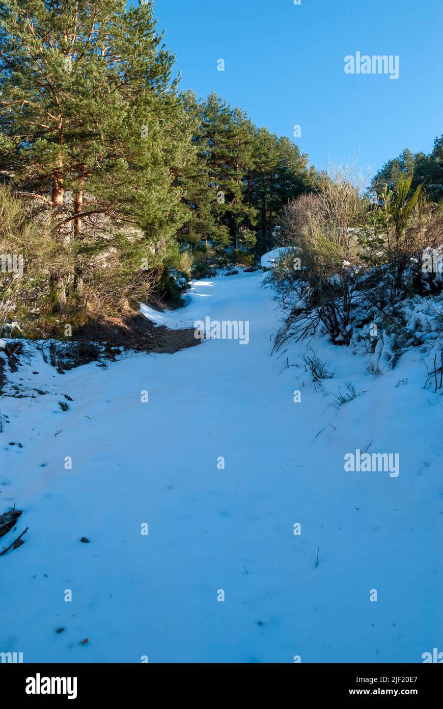 Road in the snow uphill with blue sky, snowy pine trees in spring Stock ...