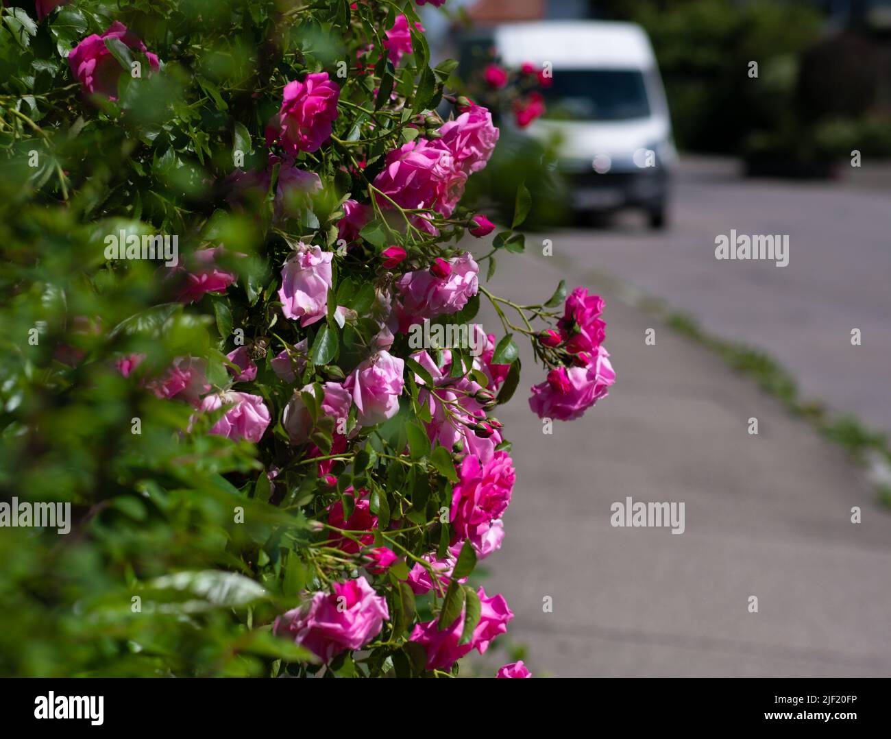 A closeup shot of a blooming pink rose bush on the side of a road Stock ...
