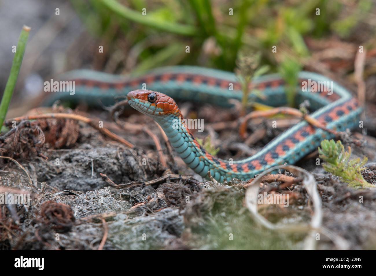 Albino Red Sided Garter Snake