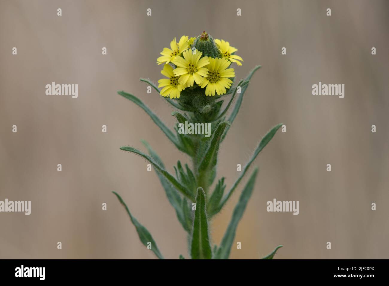 Coast tarweed (Madia sativa) a native plant flowering in coastal ...