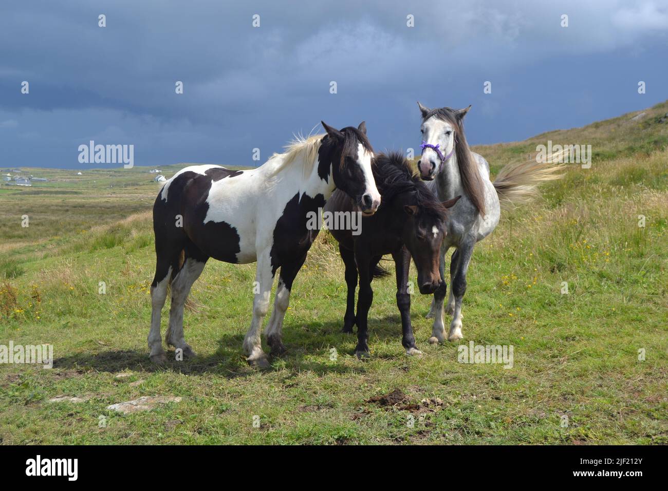 Ireland and horses hi-res stock photography and images - Alamy