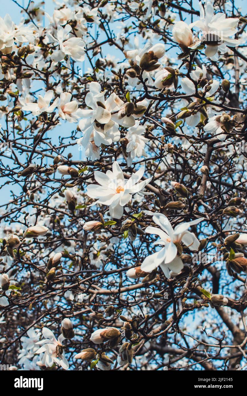 A vertical closeup shot of blooming Magnolia branches Stock Photo - Alamy