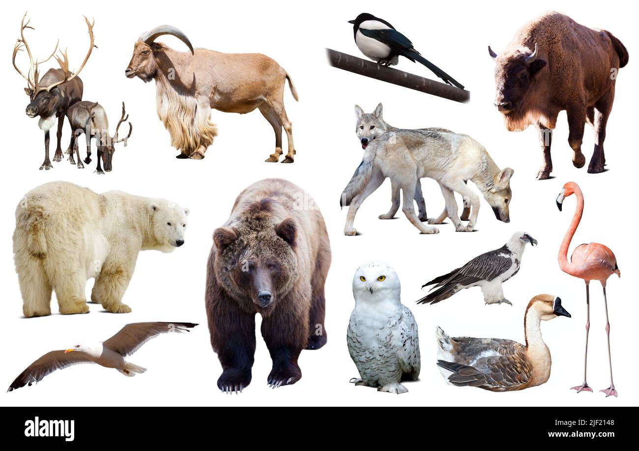 Collage with bison hi-res stock photography and images - Alamy