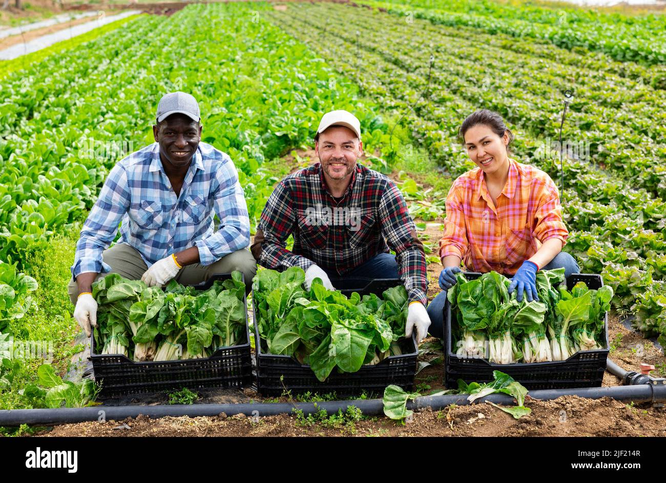 Three farmers are happy with harvested chard crop Stock Photo - Alamy