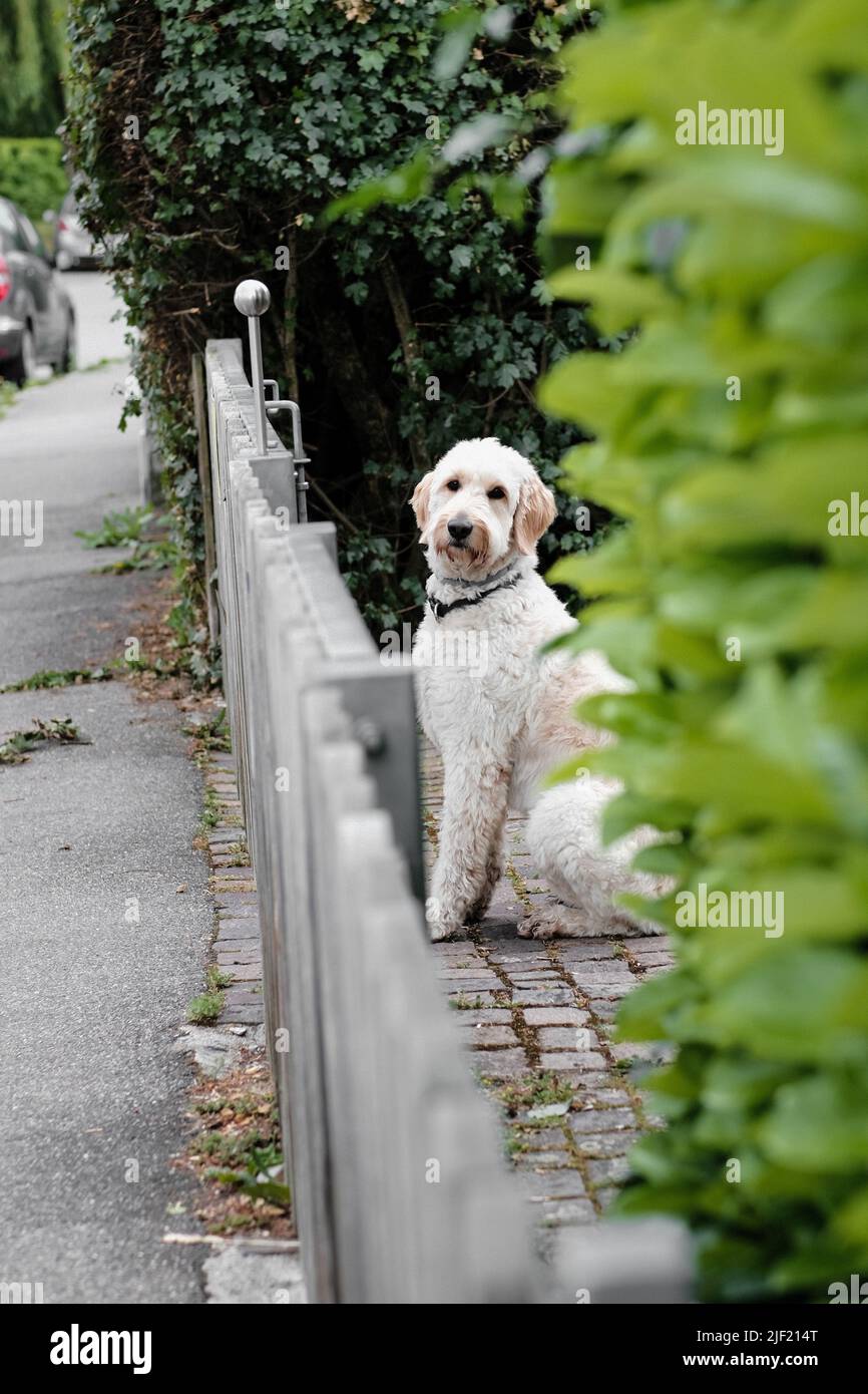 A vertical shot of an adorable fluffy dog standing guard behind a fence ...