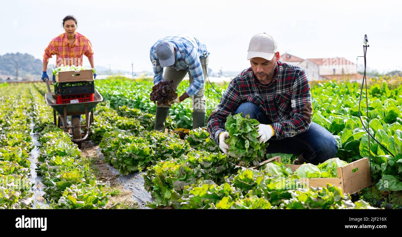 Multiethnic team farm workers hi-res stock photography and images - Alamy