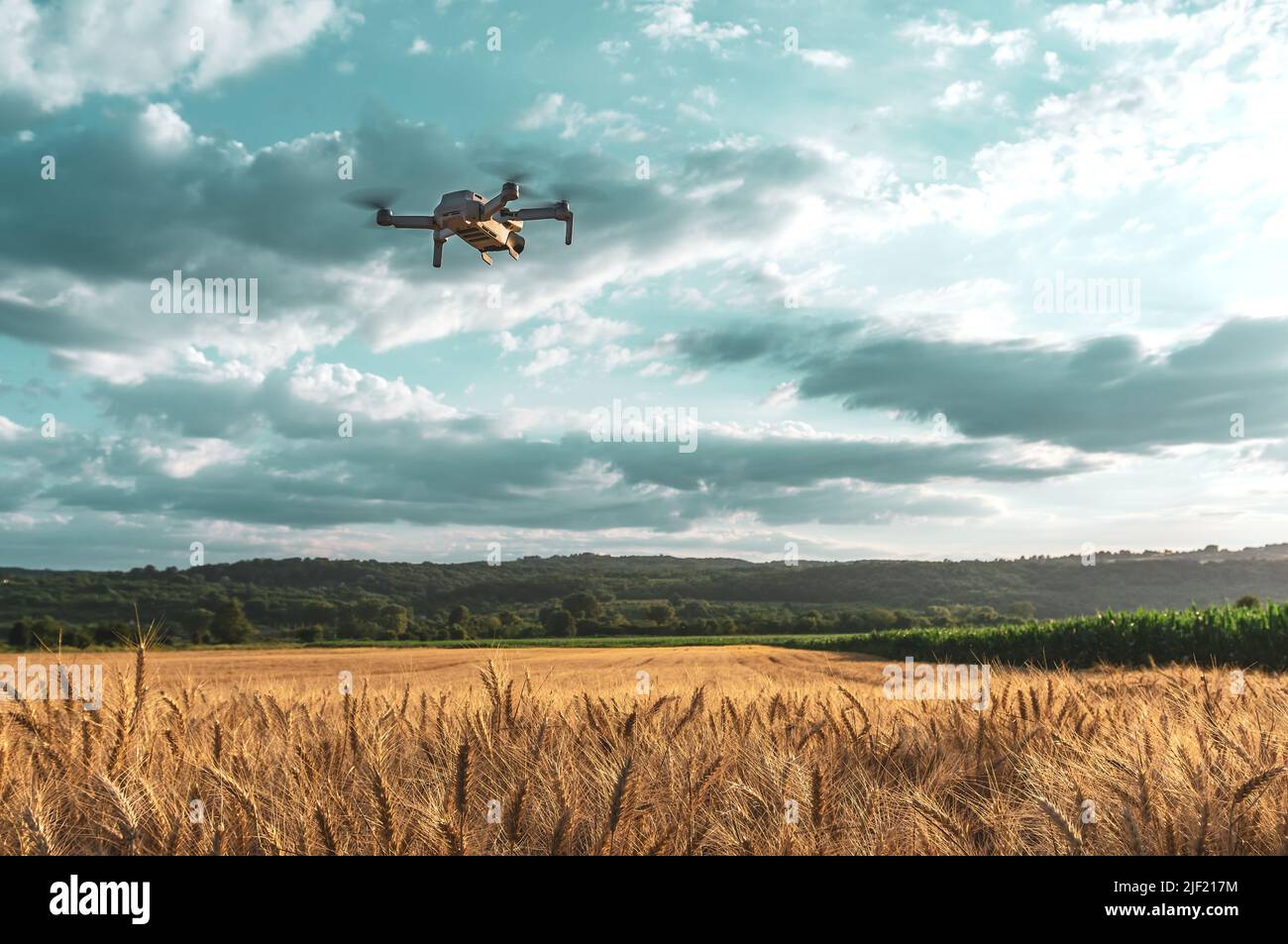 Wheat field and corn crop land, concept of using drones in agriculture ...