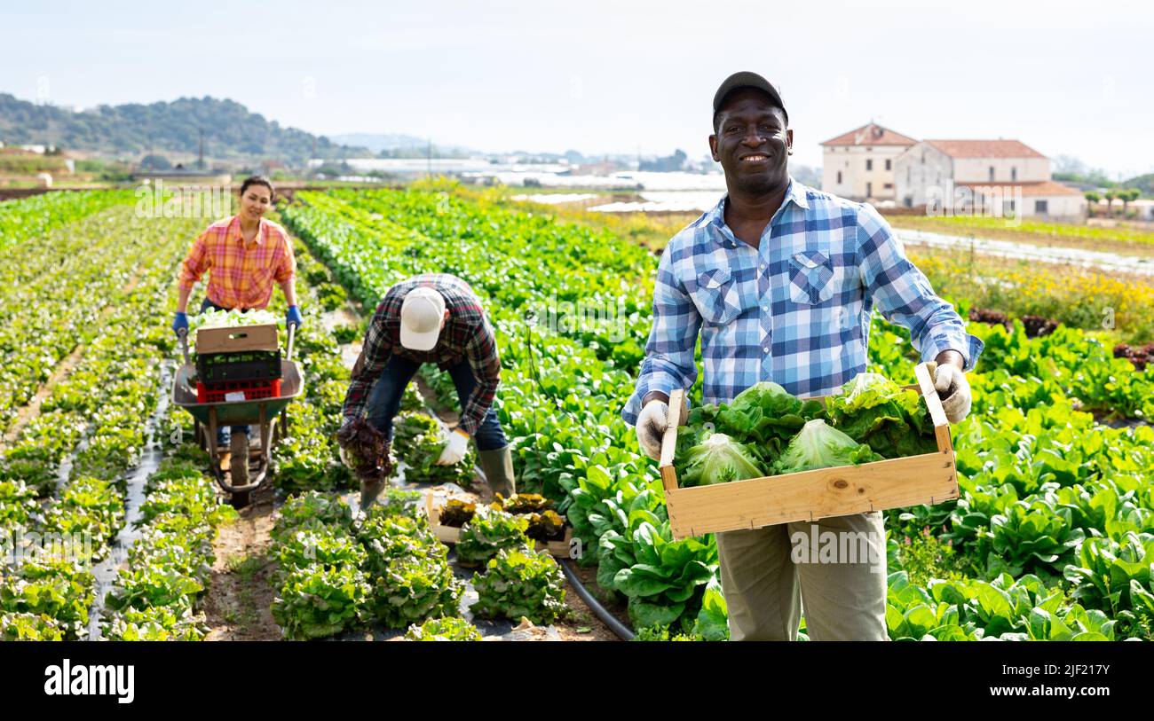 Farmer standing with lettuce crop on field Stock Photo - Alamy