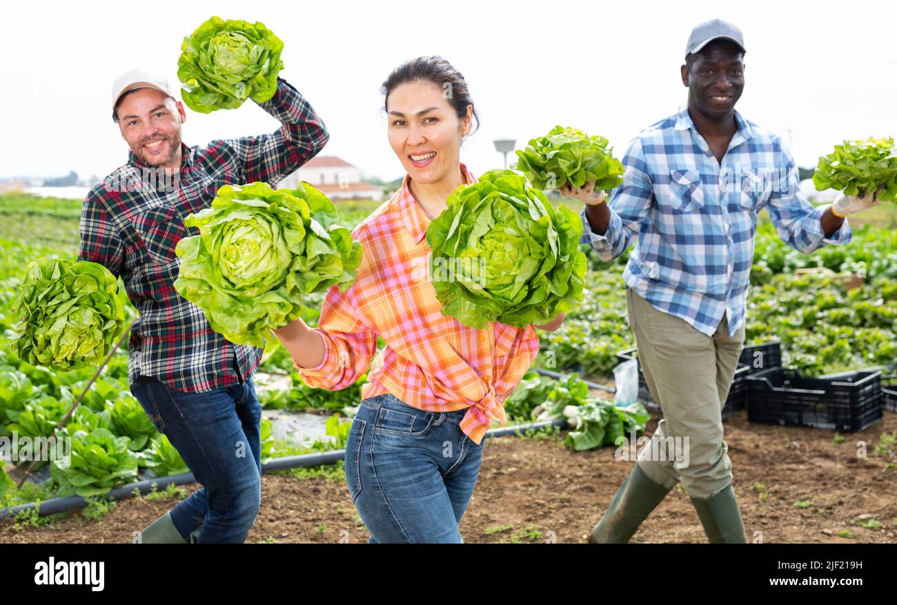 Multiracial gardeners performing dance on lettuce field Stock Photo - Alamy