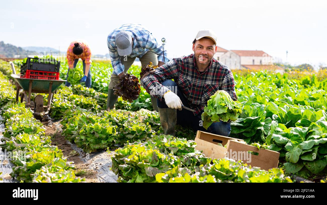 Smiling farmer picking crops of green lettuce on field Stock Photo - Alamy