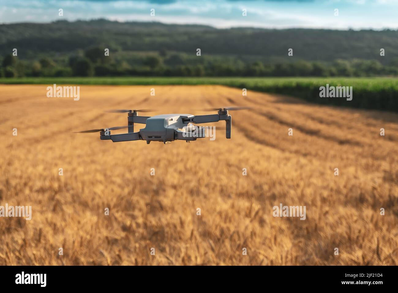 Wheat field and corn crop land, concept of using drones in agriculture ...