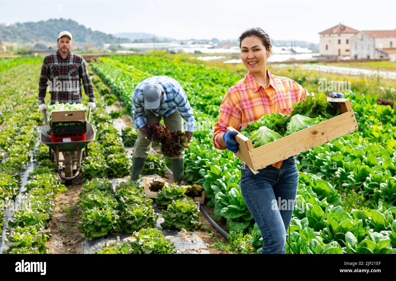 Positive woman plantation worker with crate full of lettuce Stock Photo ...