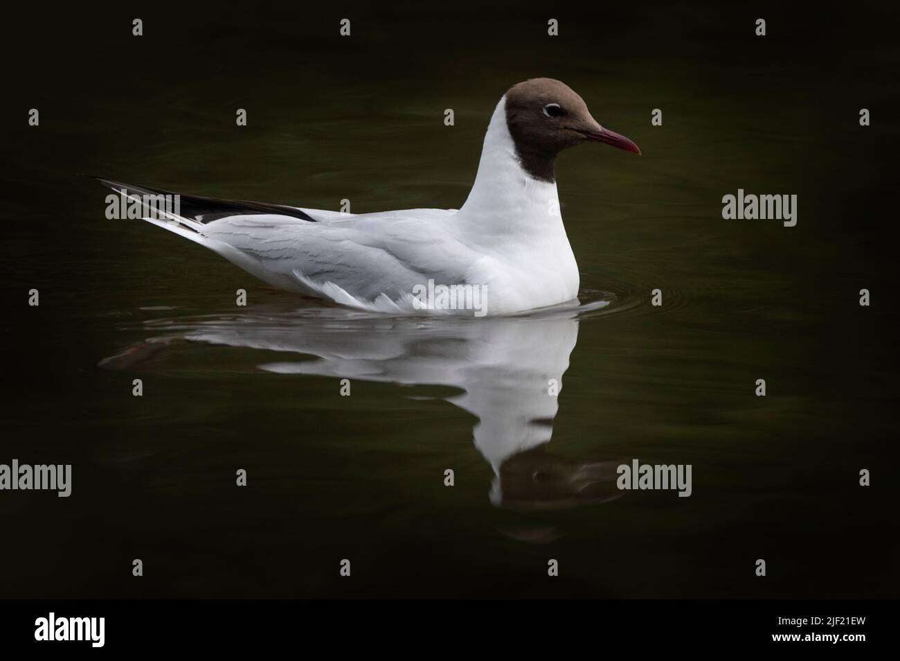 Black-Headed Gull in Water, Worcestershire, UK Stock Photo - Alamy