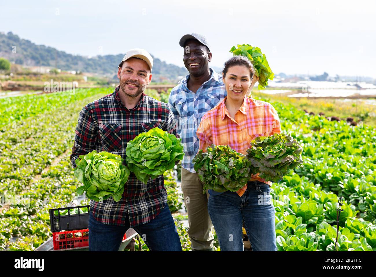 Happy agricultural workers posing with harvested lettuce on field Stock ...