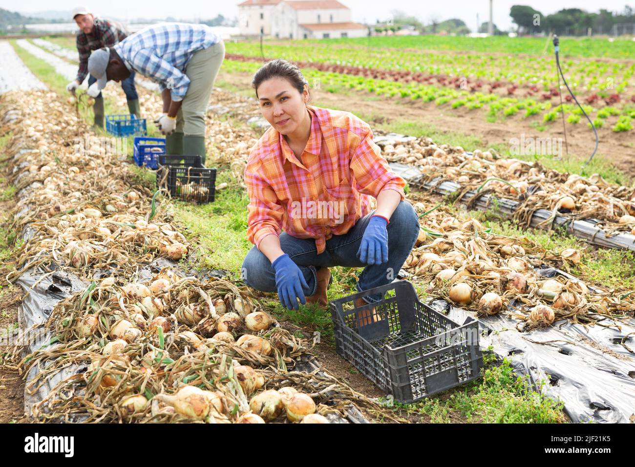 Woman farm worker picking and boxing onions in vegetable field Stock ...