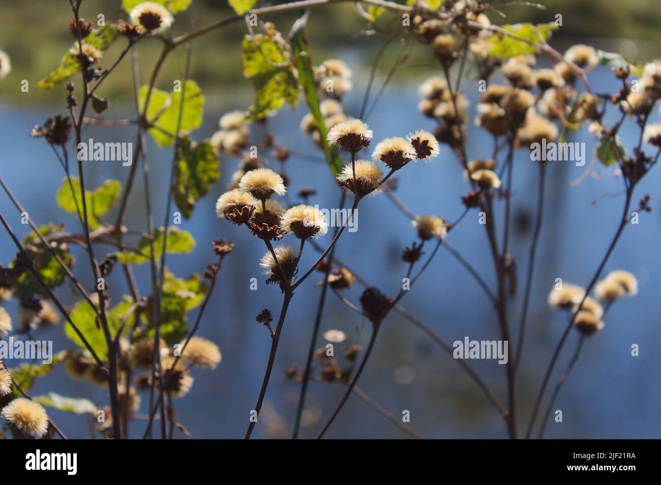 Fluffy white flower by the pond Stock Photo - Alamy
